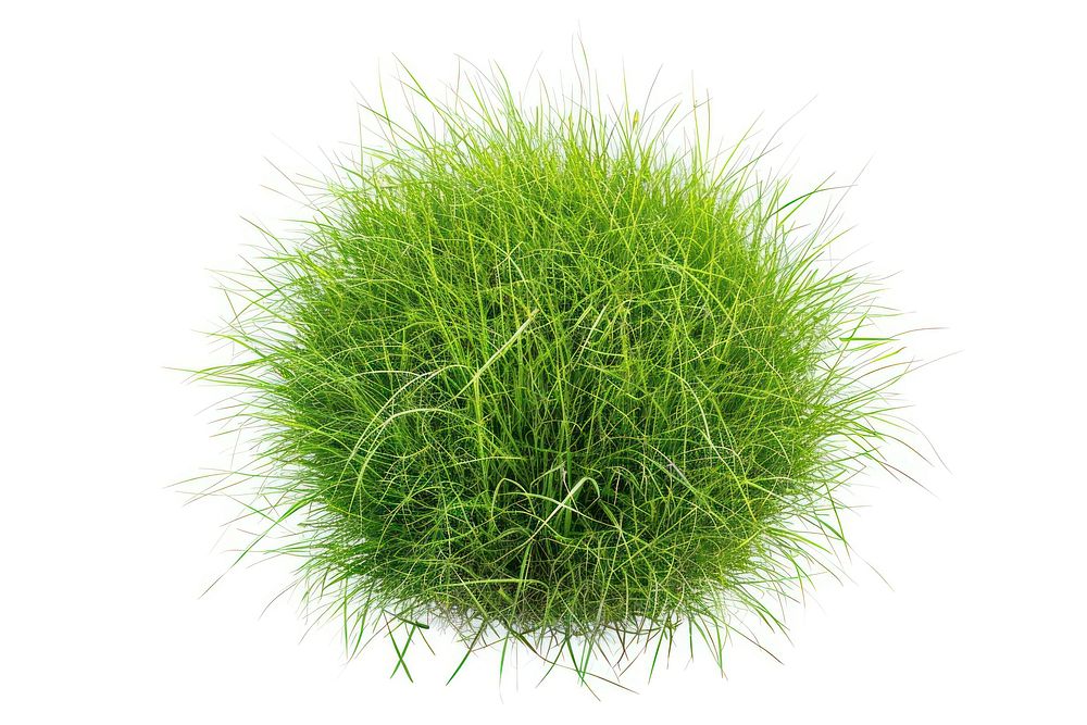 Green spherical grass plant | Free Photo - rawpixel