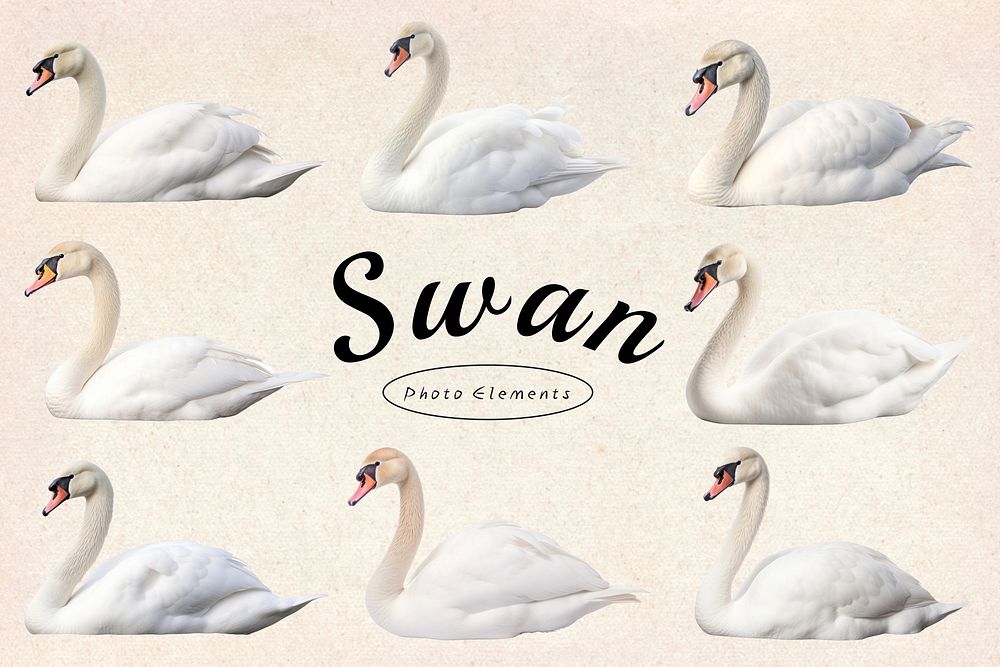 Swan element set | Premium Photo - rawpixel