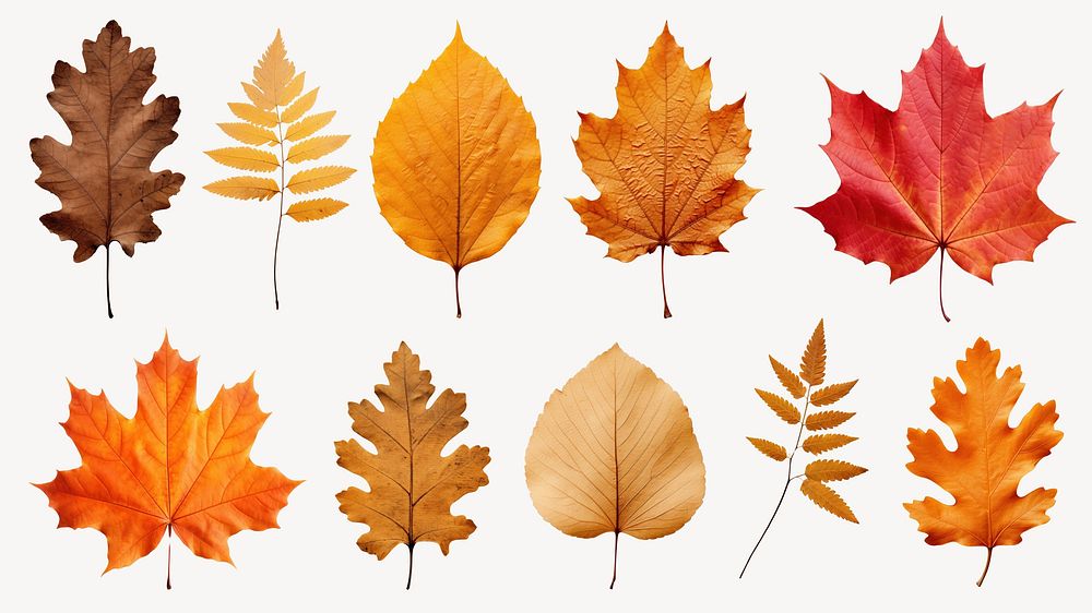 Autumn maple leaf element set | Free Photo - rawpixel