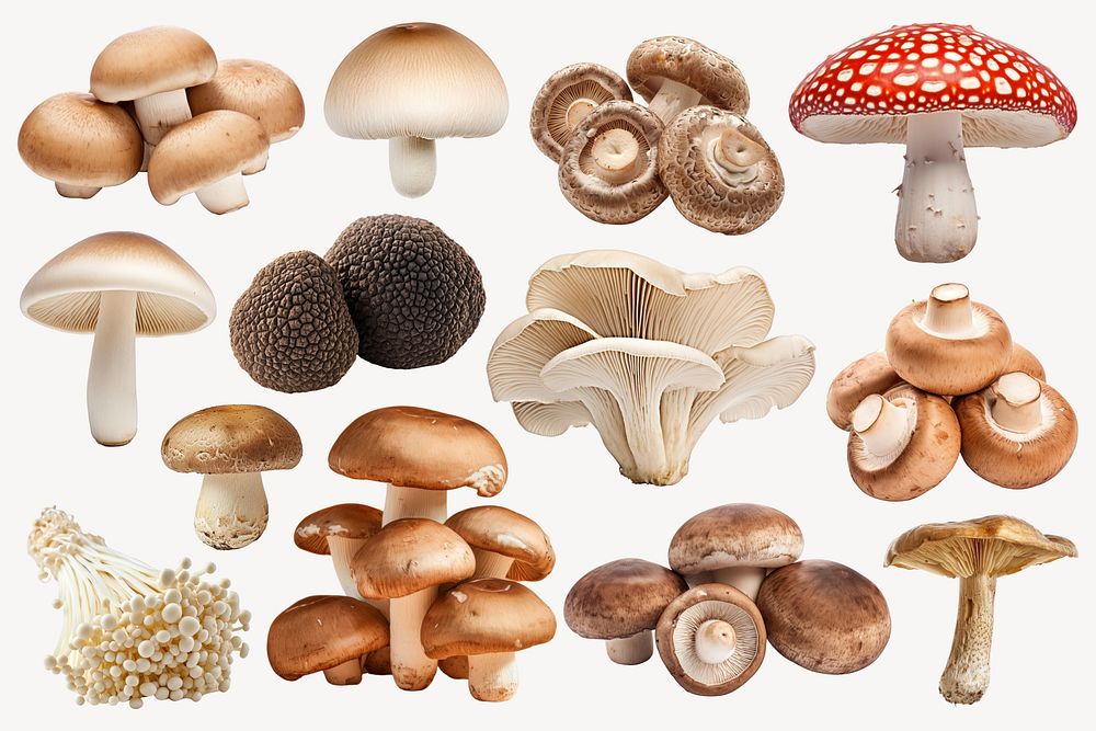 Edible mushroom element set | Free Photo - rawpixel