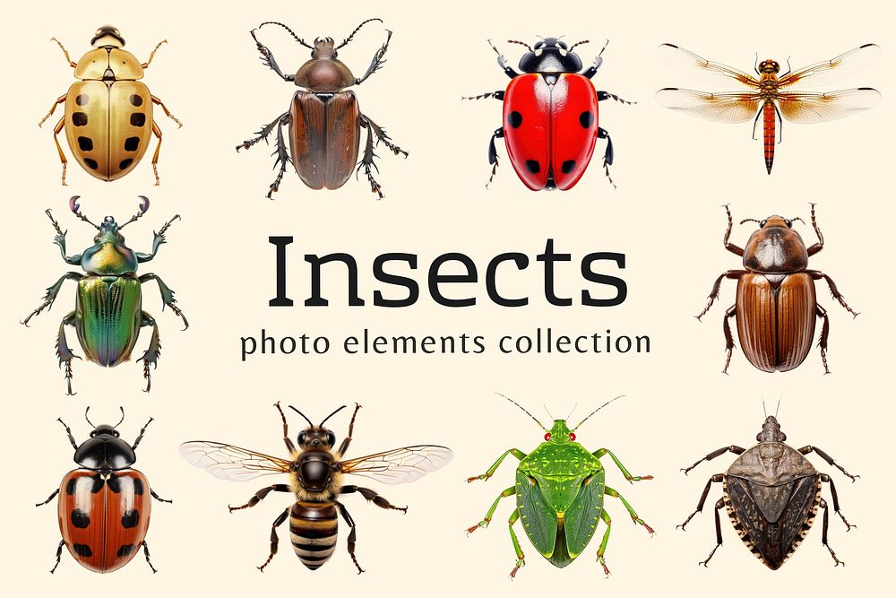Insect design element set | Free Photo - rawpixel