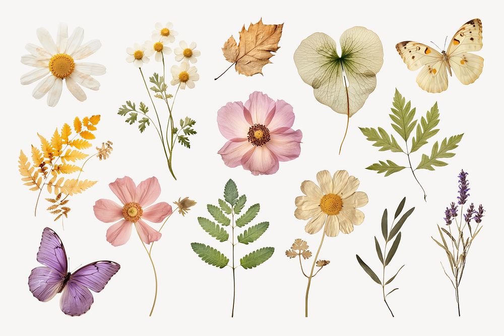 Dried flower design element set | Free Photo - rawpixel