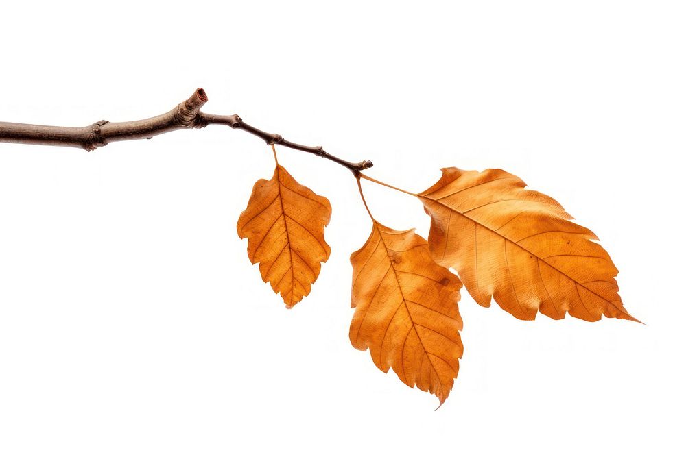 Autumn leaves on branch | Free Photo - rawpixel