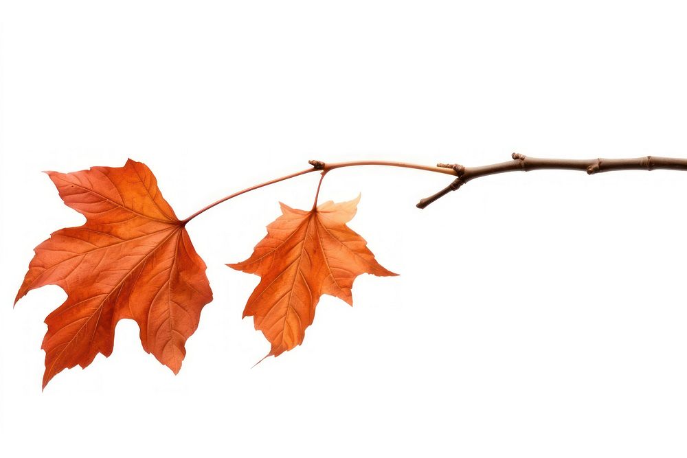 Autumn leaves on branch | Free Photo - rawpixel