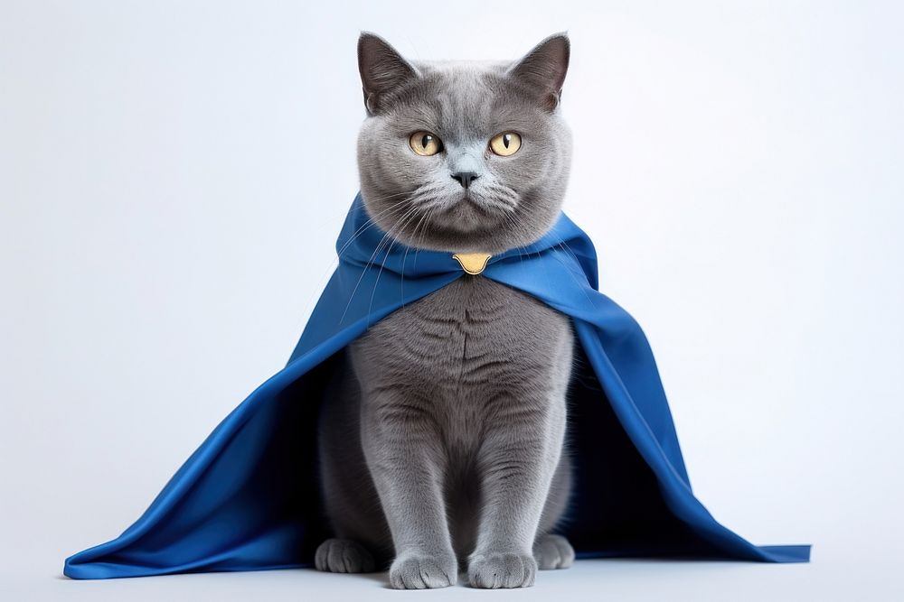 British Shorthair cape cat clothing. | Free Photo - rawpixel