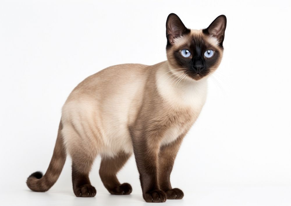Siamese cat animal mammal pet. | Free Photo - rawpixel