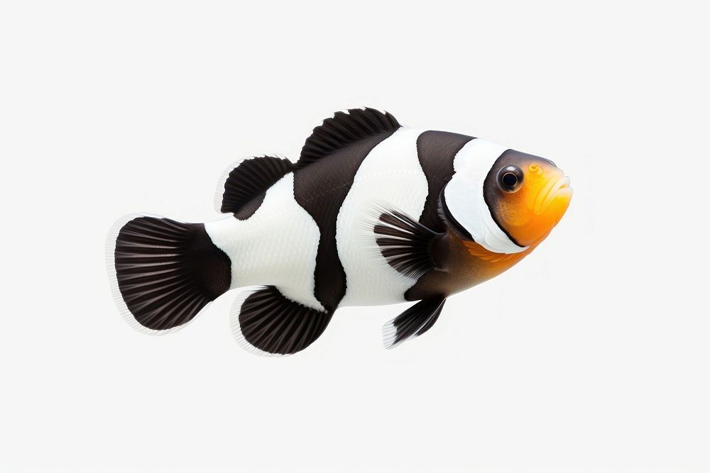 Vibrant clownfish with striking colors | Free Photo - rawpixel