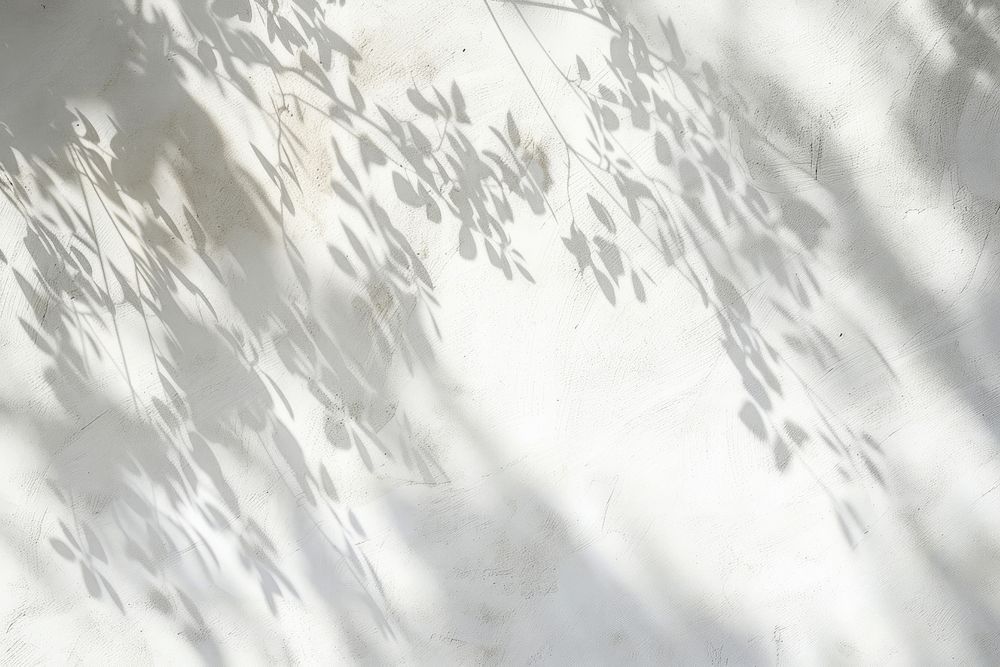 Nature shadows on white wall | Free Photo - rawpixel