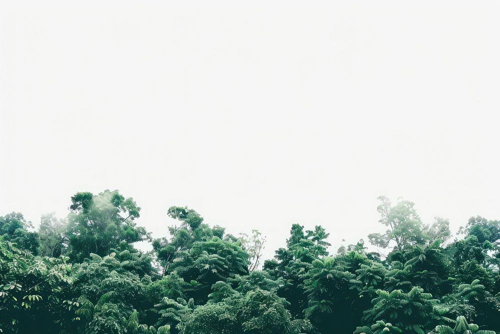 Lush green forest treetop view | Free Photo - rawpixel