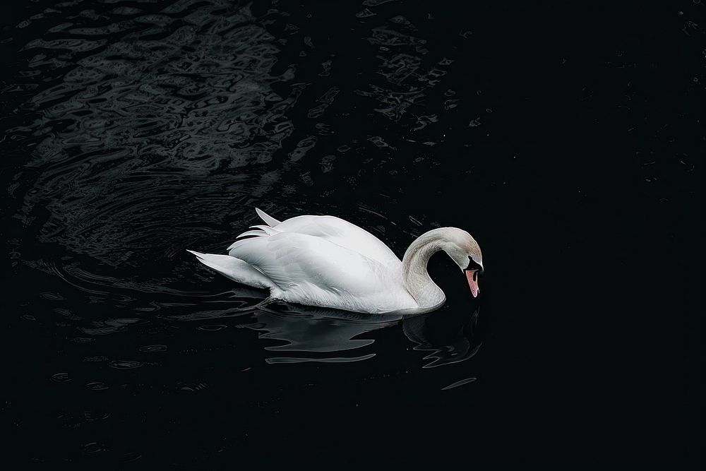 Elegant swan gliding on water | Free Photo - rawpixel
