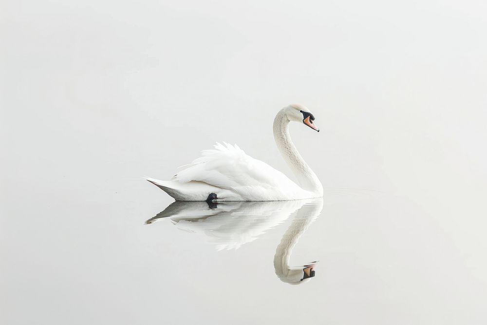 Elegant swan reflecting on water | Free Photo - rawpixel