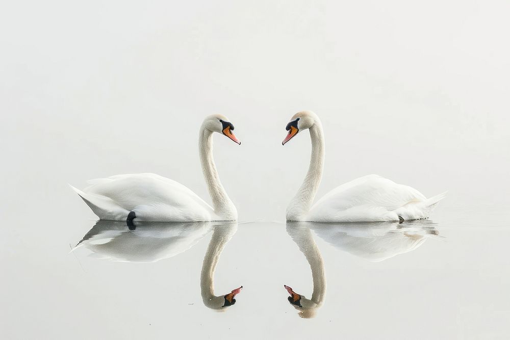 Elegant swans mirrored symmetry | Free Photo - rawpixel