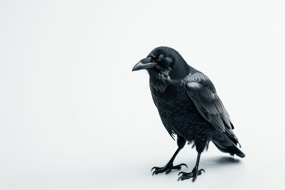 Elegant black raven bird portrait | Free Photo - rawpixel