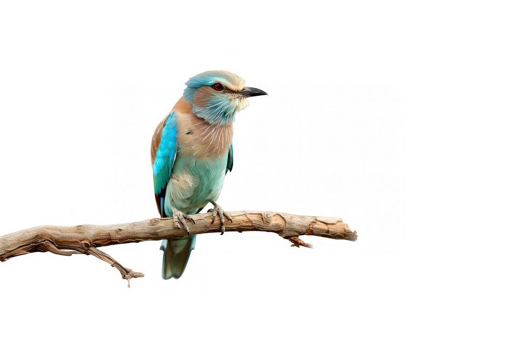 Colorful bird perched on branch | Free Photo - rawpixel