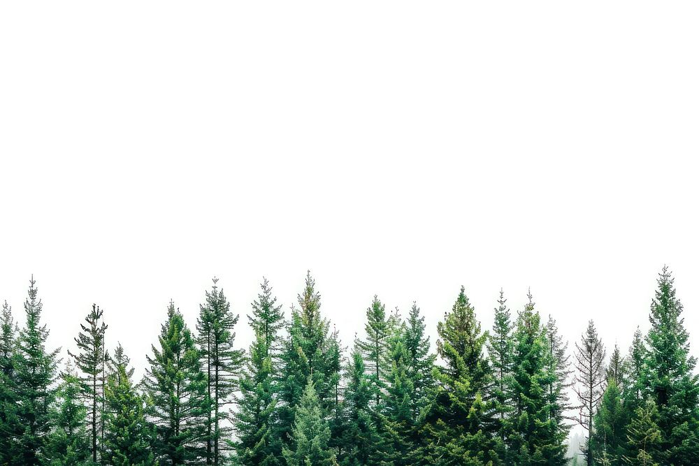 Lush evergreen forest treetops horizon | Free Photo - rawpixel