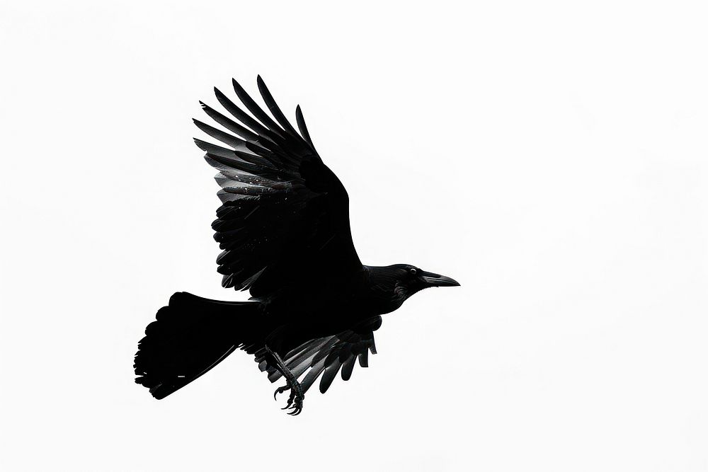 Black crow flying silhouette sky | Free Photo - rawpixel