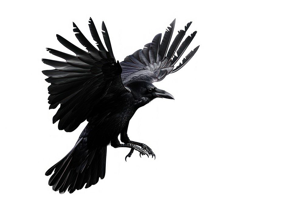 Majestic black raven in flight | Premium Photo - rawpixel