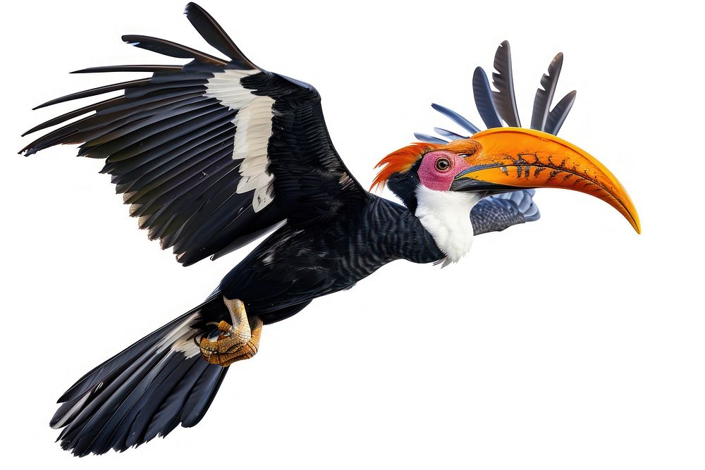 Colorful flying hornbill bird | Free Photo - rawpixel