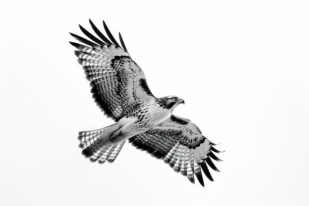Majestic hawk soaring skyward | Free Photo - rawpixel Majestic hawk soaring skyward | Free Photo - rawpixel