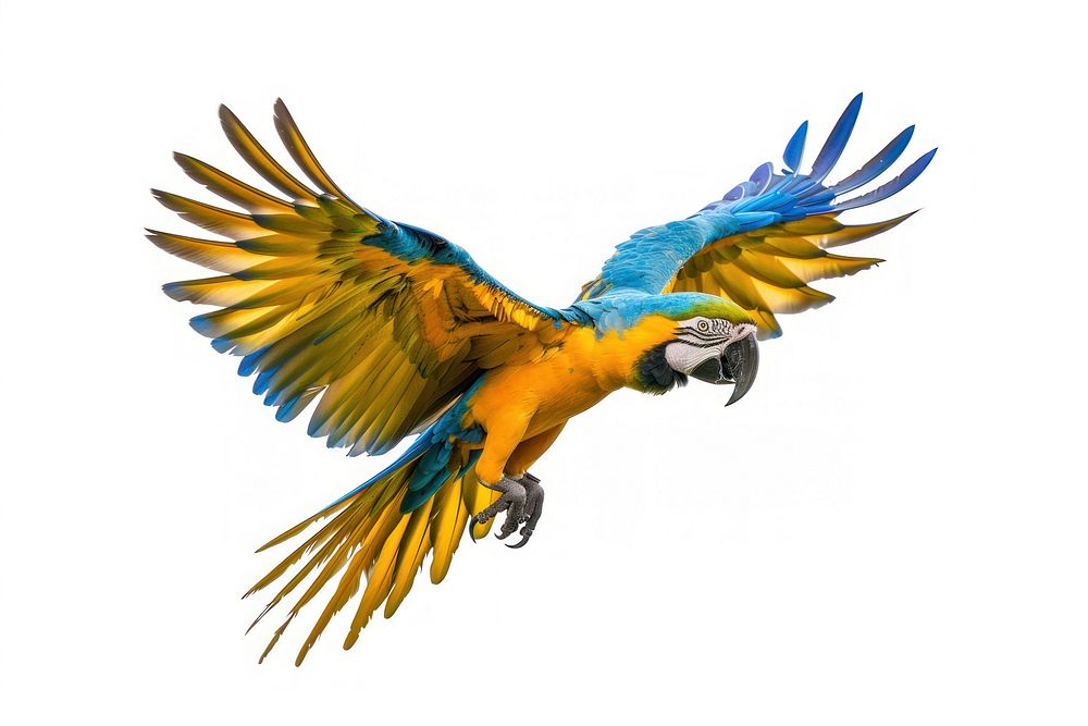 Colorful parrot in flight motion | Free Photo - rawpixel