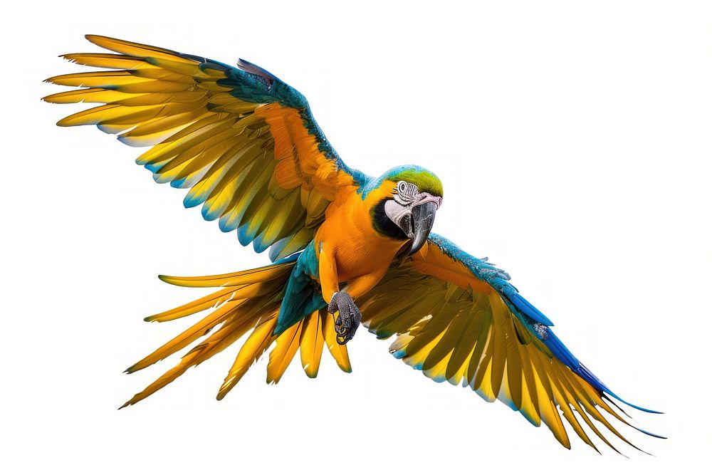 Colorful macaw in flight | Free Photo - rawpixel