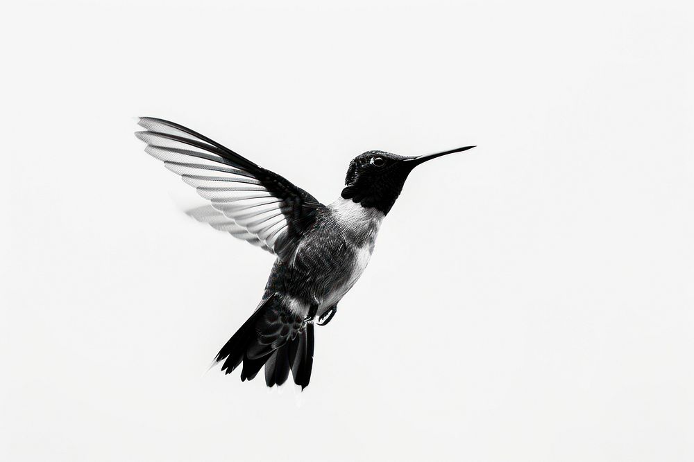 Elegant hummingbird in flight | Free Photo - rawpixel