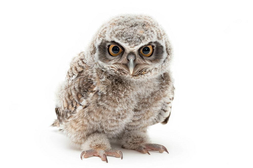 Adorable fluffy baby owl portrait | Free Photo - rawpixel