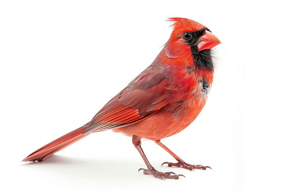 Vibrant cardinal bird on white | Free Photo - rawpixel