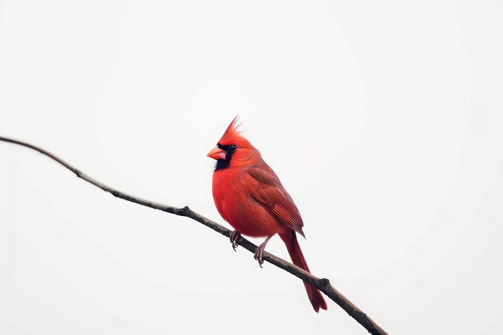 Vibrant cardinal perched on branch | Free Photo - rawpixel