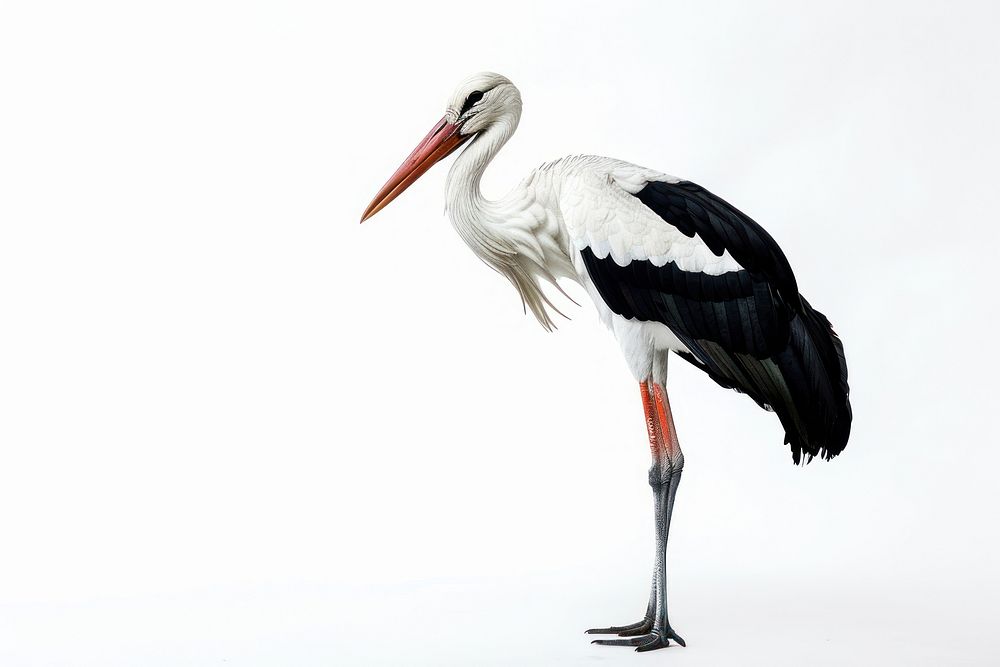 Elegant stork on white background | Free Photo - rawpixel