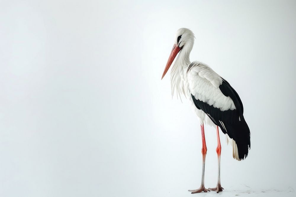 Elegant stork on white background | Free Photo - rawpixel