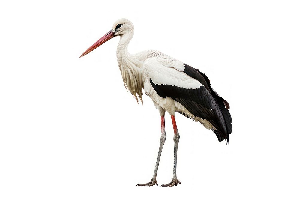 Elegant stork with long legs | Free Photo - rawpixel