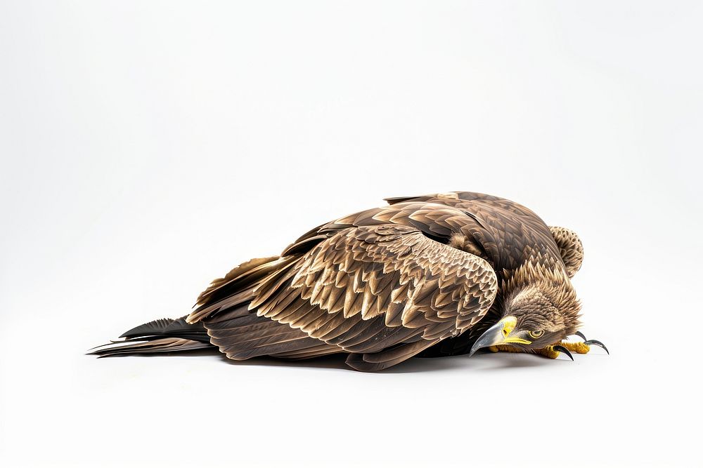 Eagle resting on ground | Free Photo - rawpixel