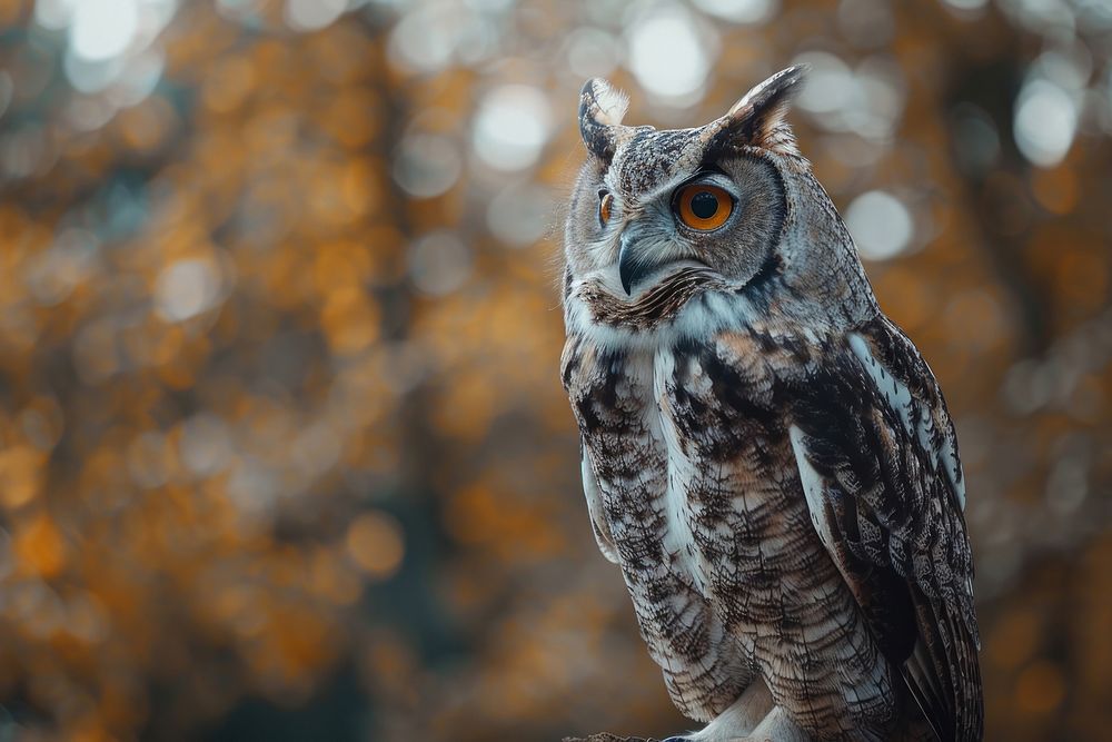 Majestic owl in autumn forest | Free Photo - rawpixel
