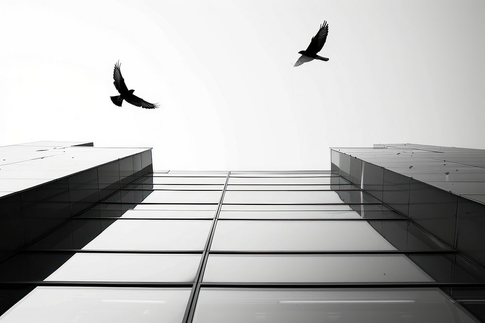 Modern architecture with flying birds | Free Photo - rawpixel