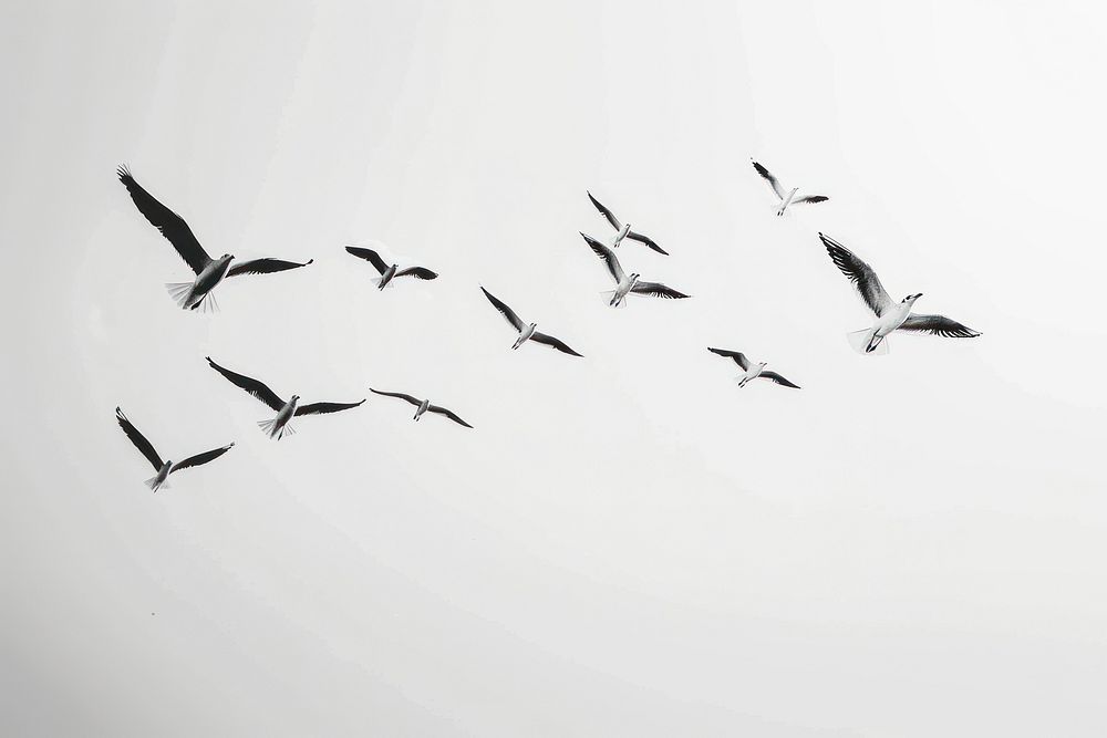 Seagulls flying in formation skyward | Free Photo - rawpixel
