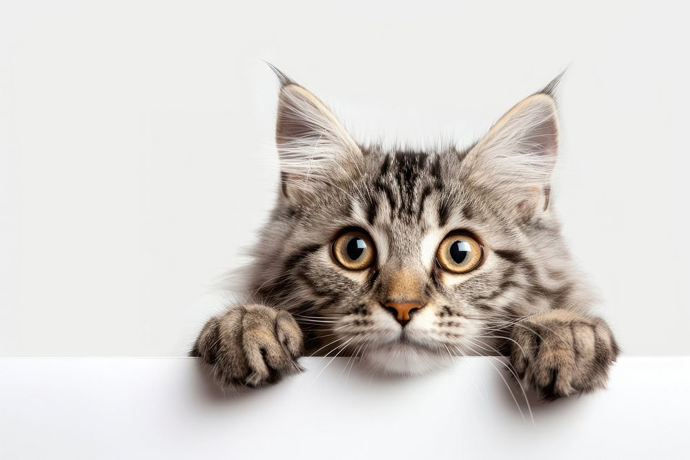 Curious cat peeking over edge | Free Photo - rawpixel