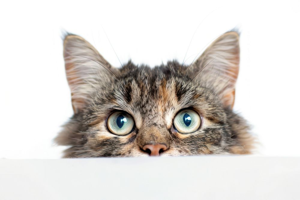 Curious cat peeking over edge | Free Photo - rawpixel