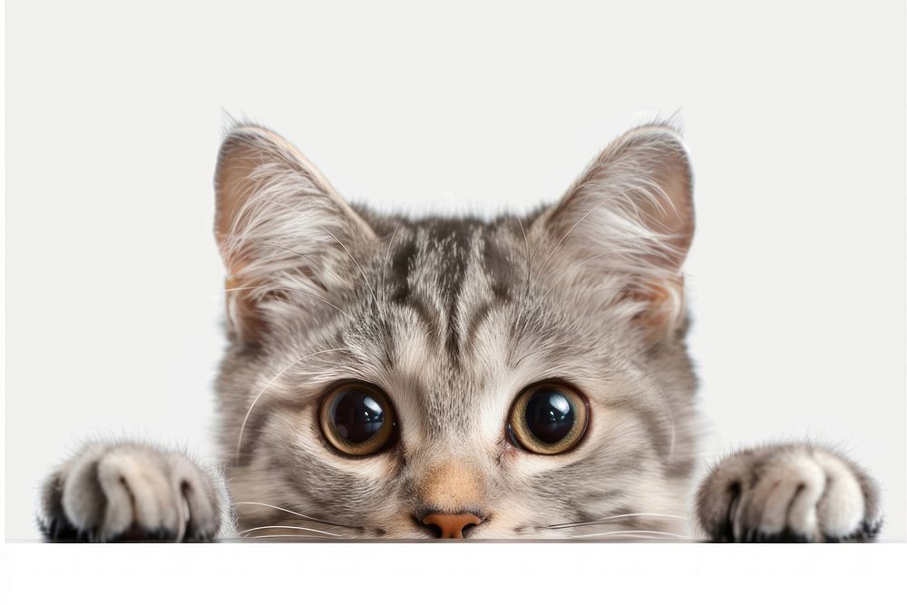 Curious cat peeking over edge | Free Photo - rawpixel