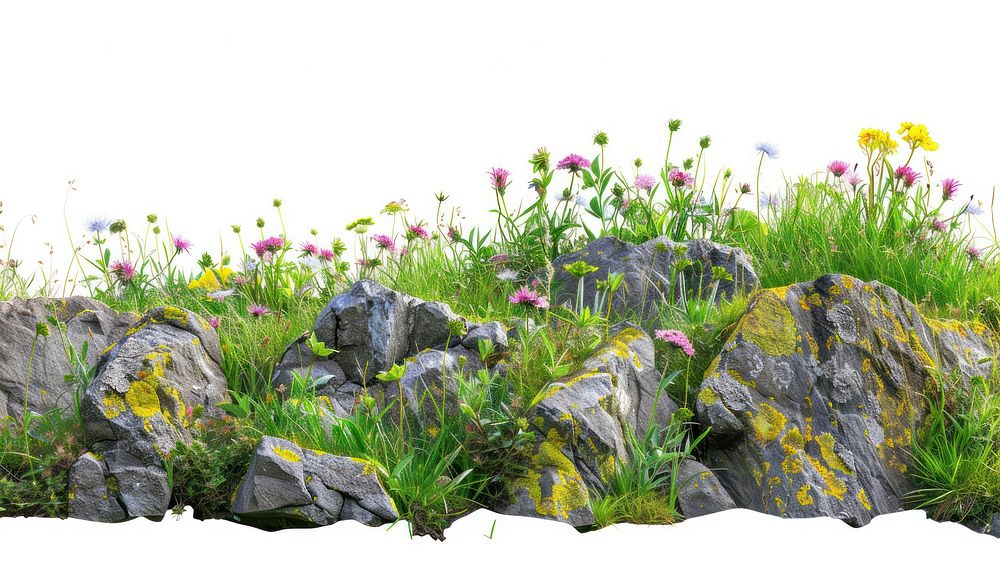 Vibrant wildflowers on rocky terrain | Premium Photo - rawpixel