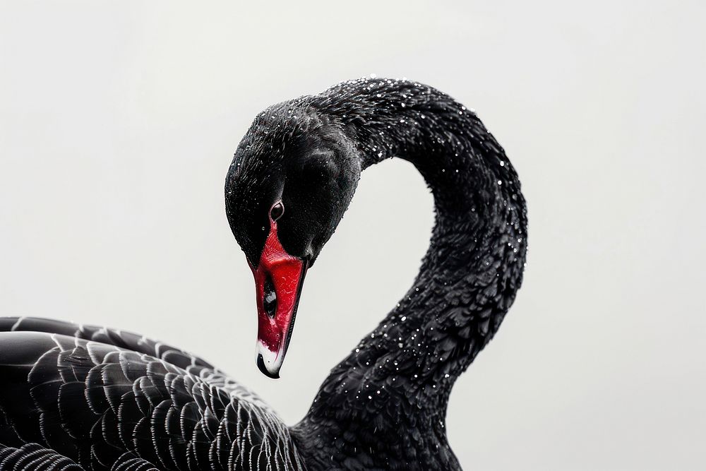 Elegant black swan close-up | Free Photo - rawpixel