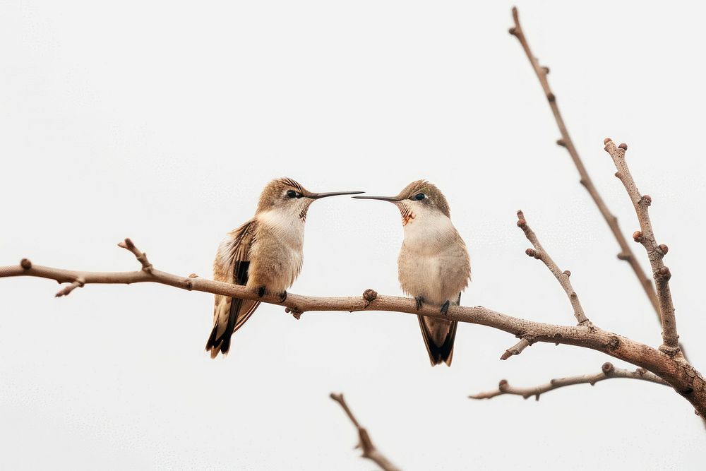 Hummingbirds perched on branch | Free Photo - rawpixel