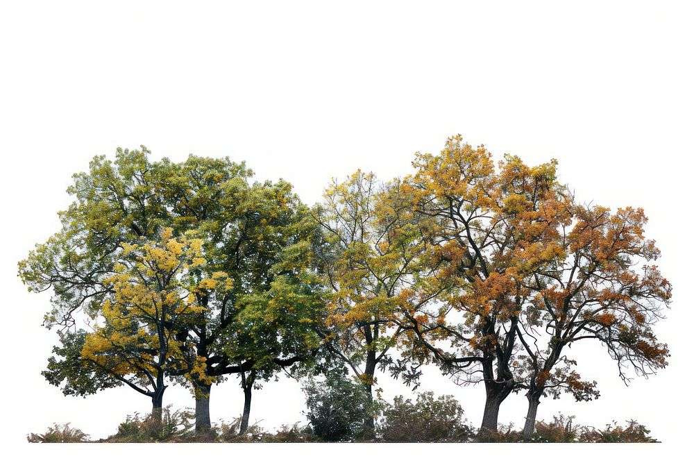 Colorful autumn trees in line | Free Photo - rawpixel