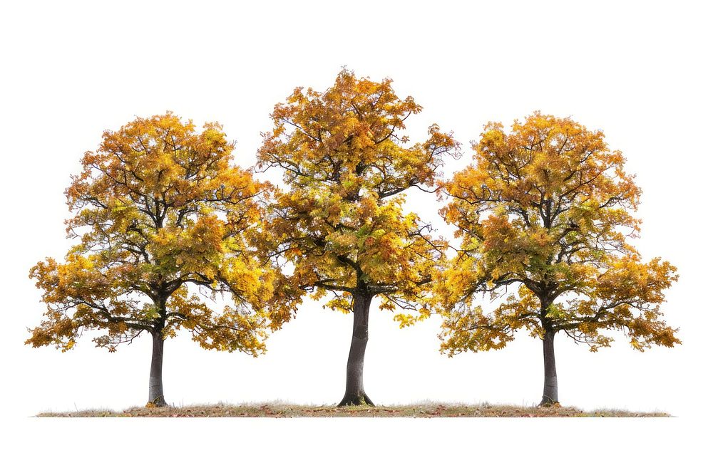 Three autumn trees aligned beautifully | Free Photo - rawpixel