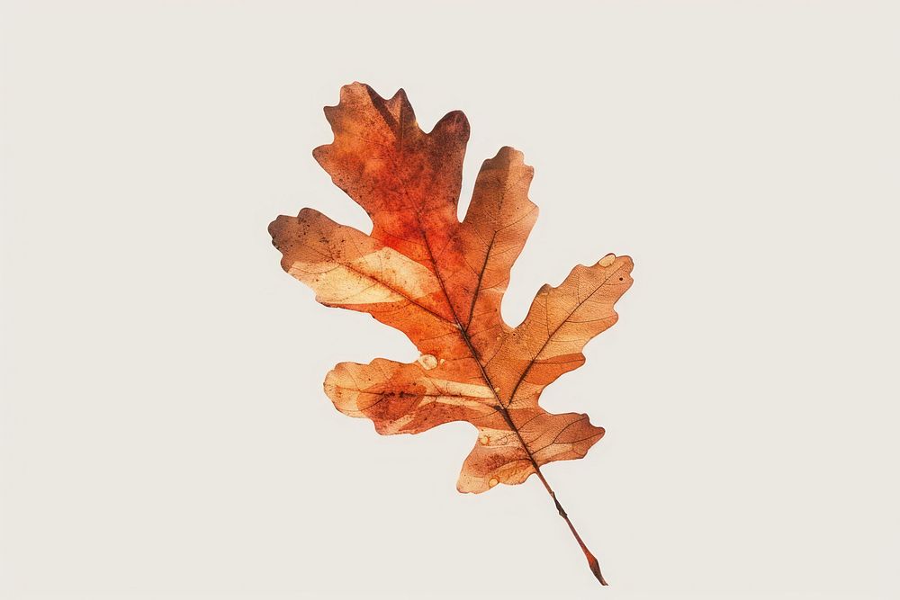 Detailed autumn oak leaf illustration | Free Photo Illustration - rawpixel