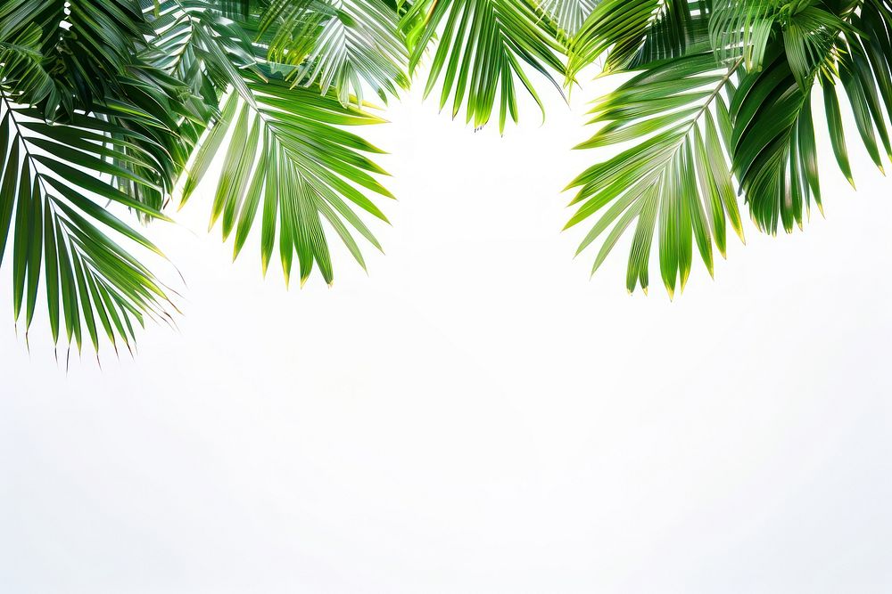 Tropical palm leaves on white | Free Photo - rawpixel