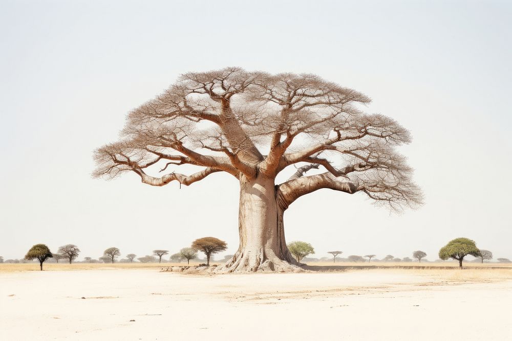 Majestic baobab tree landscape | Free Photo - rawpixel