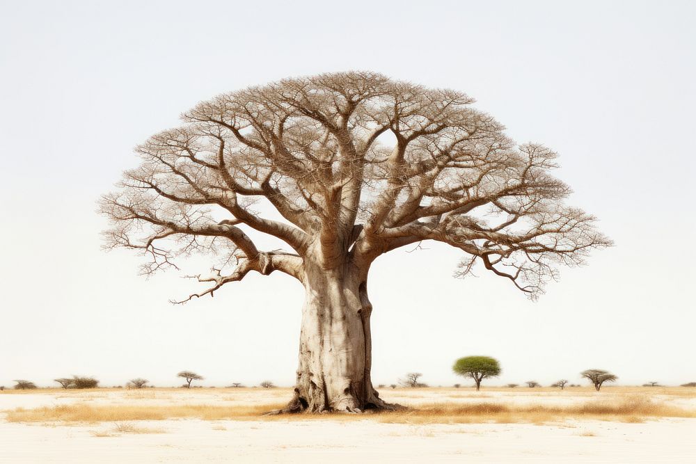 Majestic baobab tree in desert | Free Photo - rawpixel