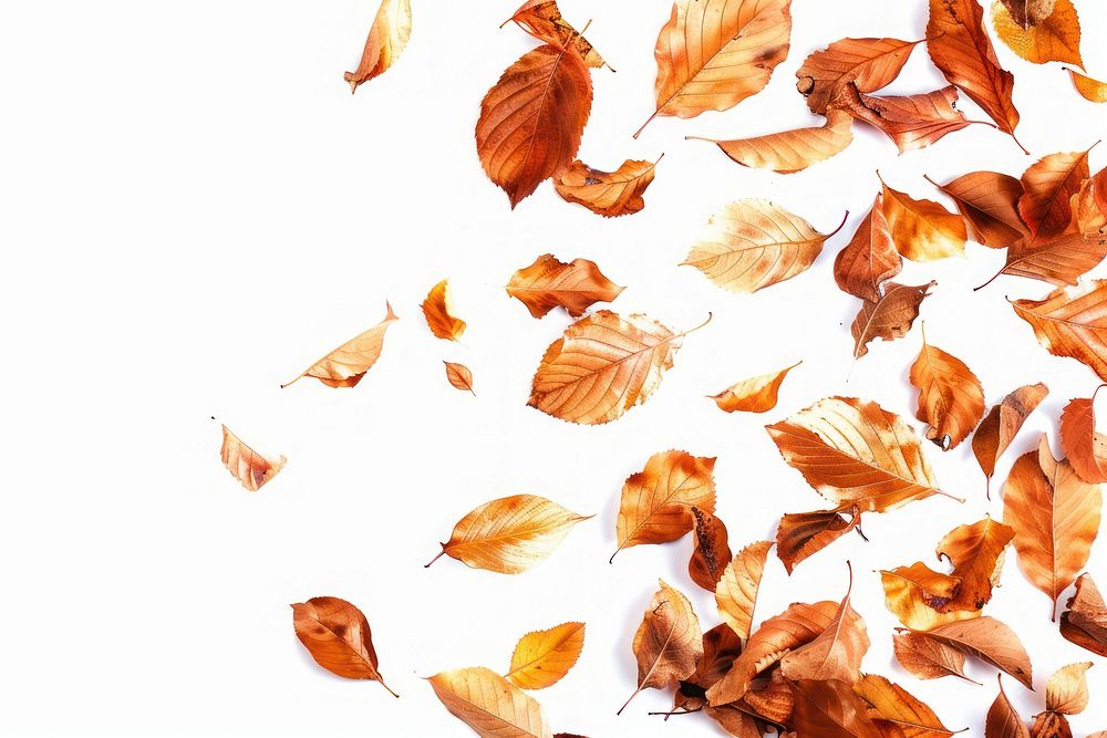 Autumn falling leaves Border autumn | Free Photo - rawpixel