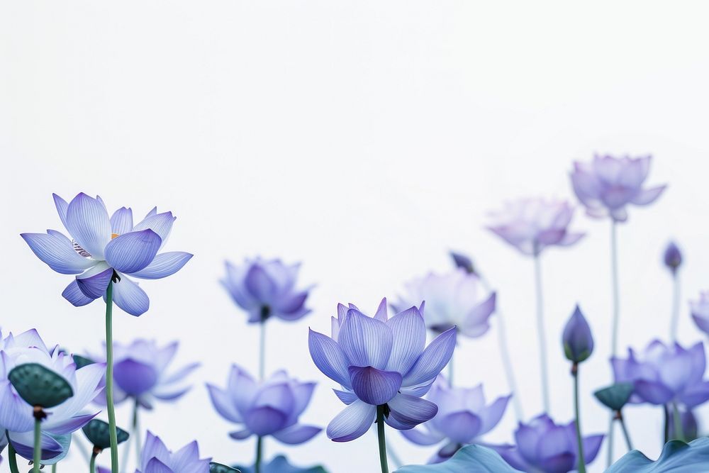 Serene lavender lotus flowers bloom | Free Photo - rawpixel